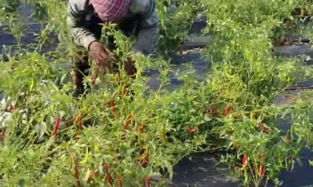 Praanadhara Smart Organics | Organic Chilli Farm